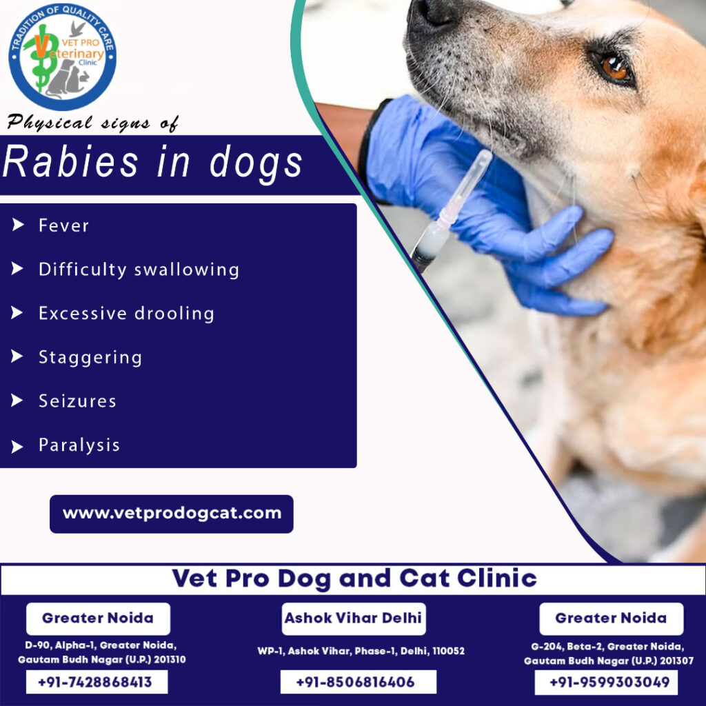 physical signs of rabies